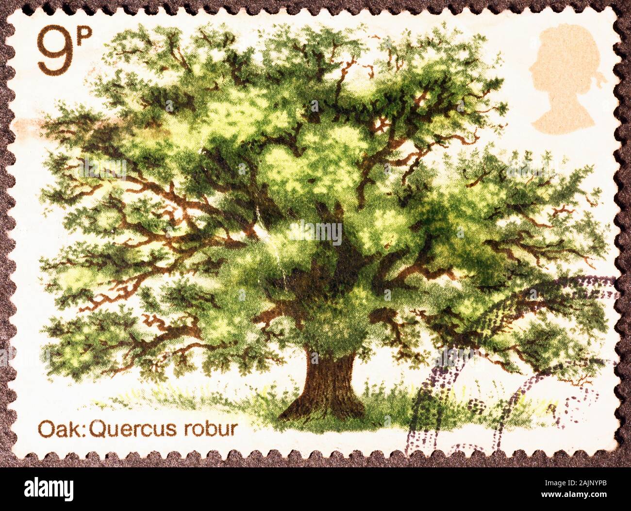 Oak on british postage stamp Stock Photo - Alamy
