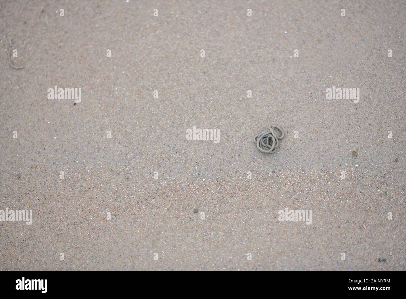Lob worm hi-res stock photography and images - Alamy
