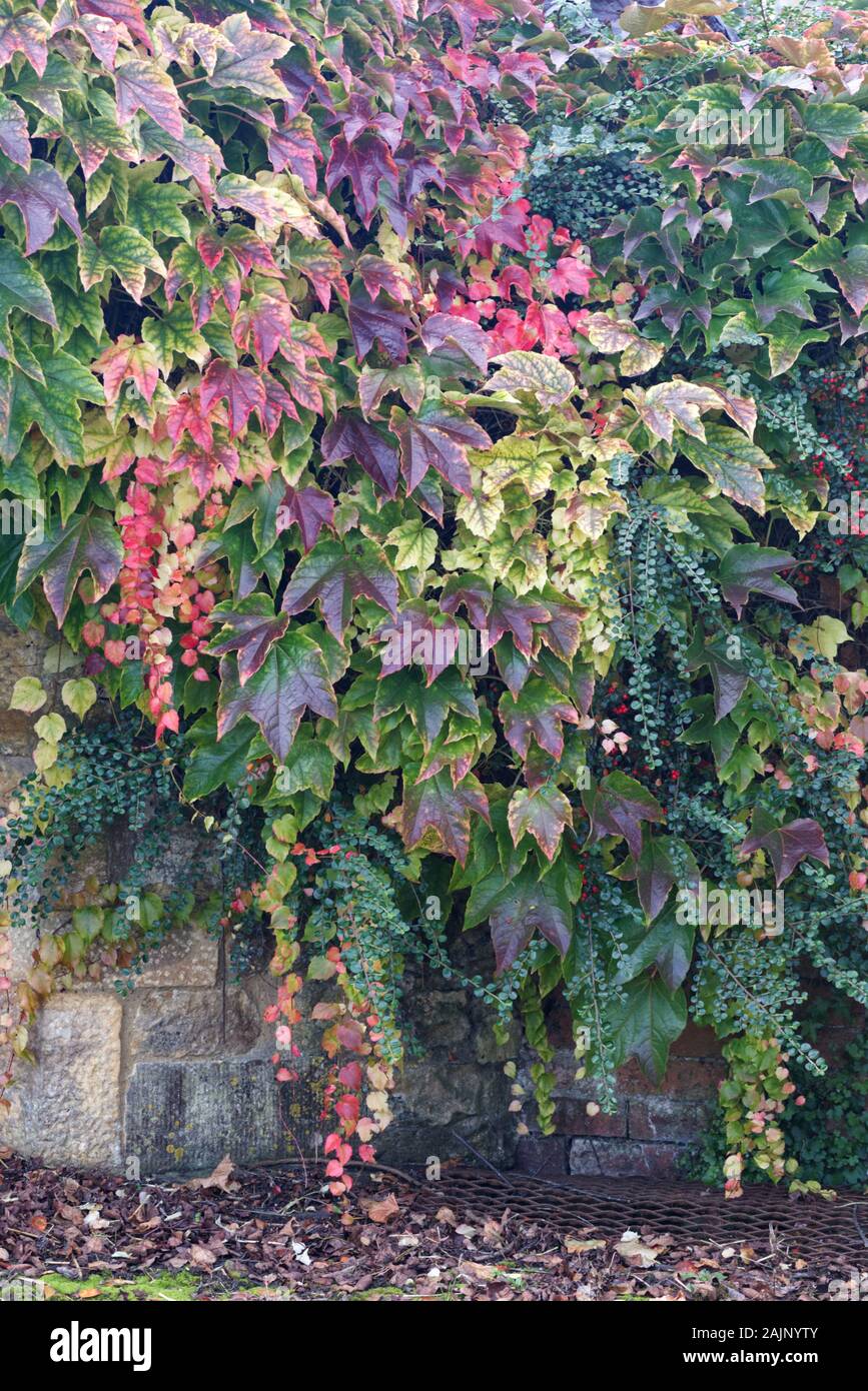 Assortment of leaves hi-res stock photography and images - Alamy