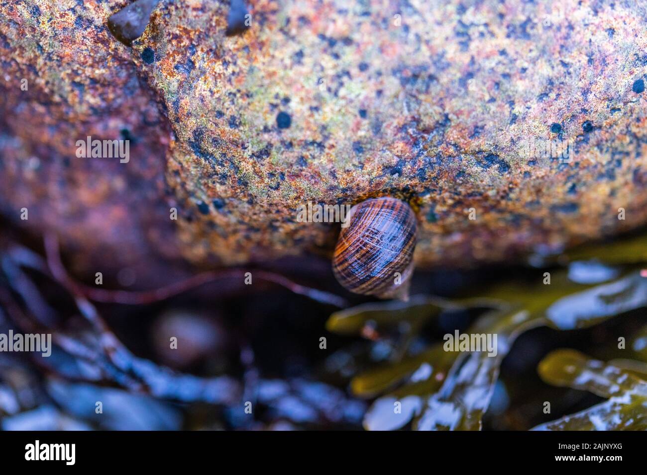 Many snail shells land on a sandy beach and like to hold onto stones ...