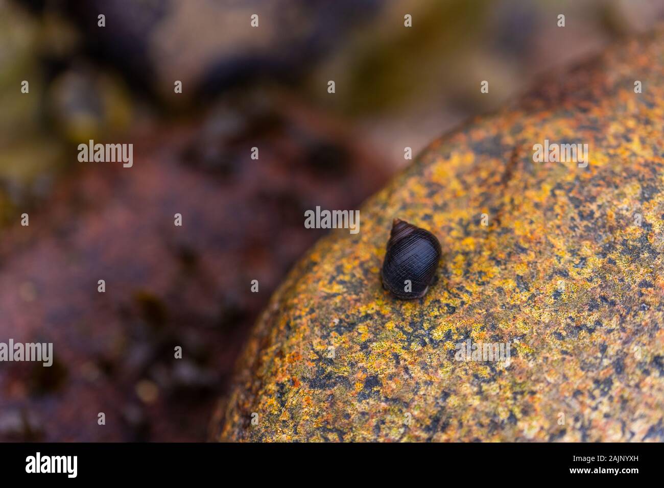 Many snail hi-res stock photography and images - Alamy