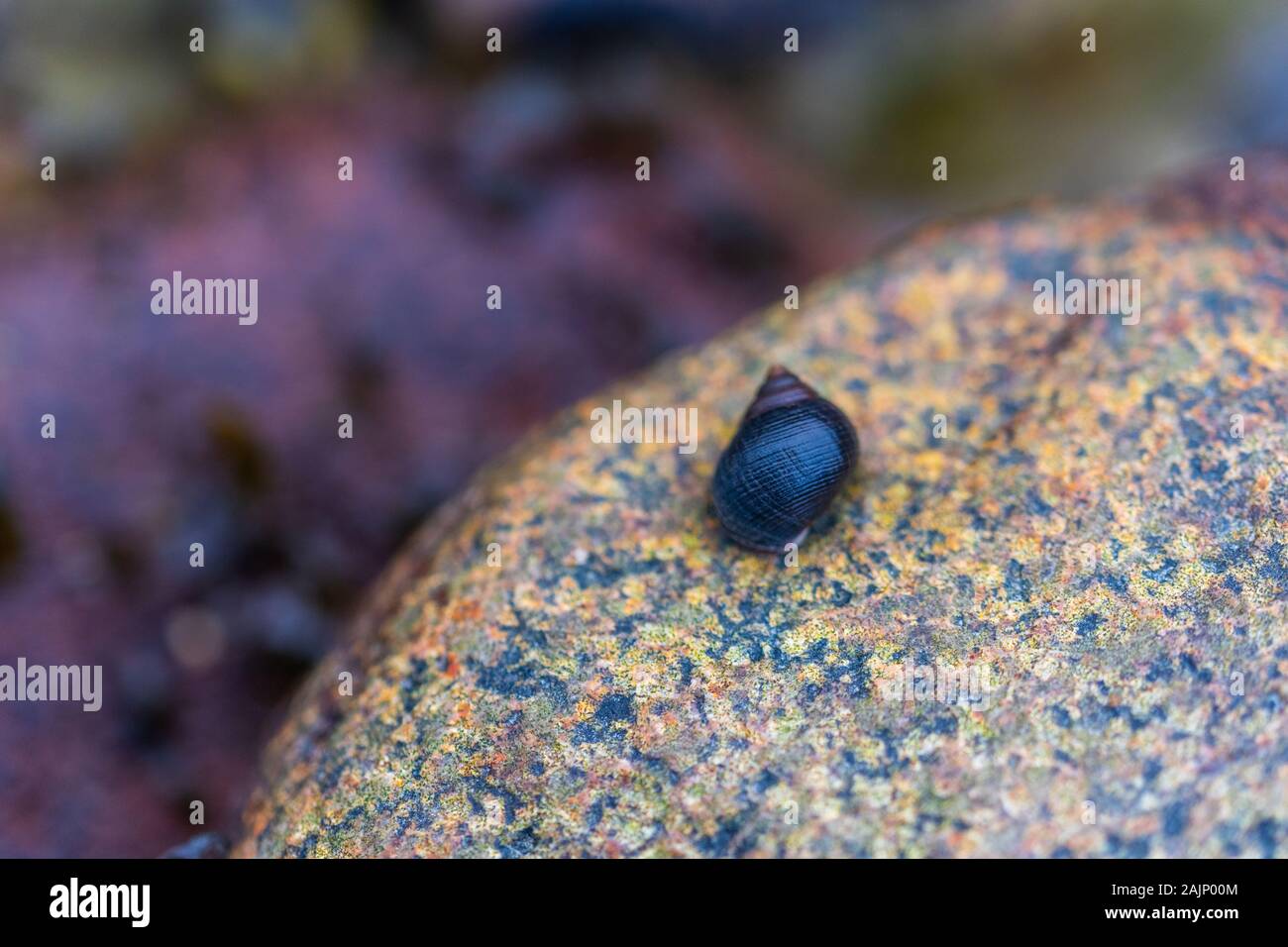 Many snail shells land on a sandy beach and like to hold onto stones ...