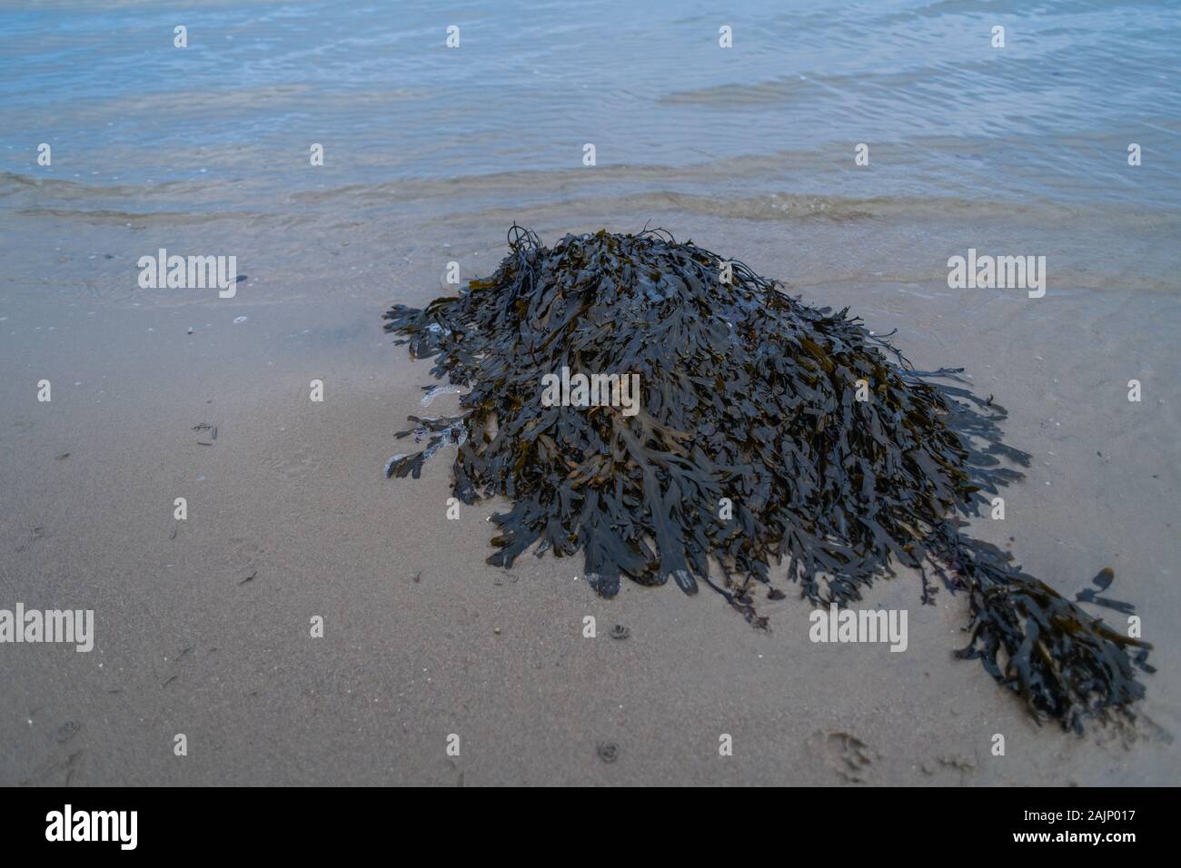 there are many algae on the stones on the sandy beach Stock Photo - Alamy