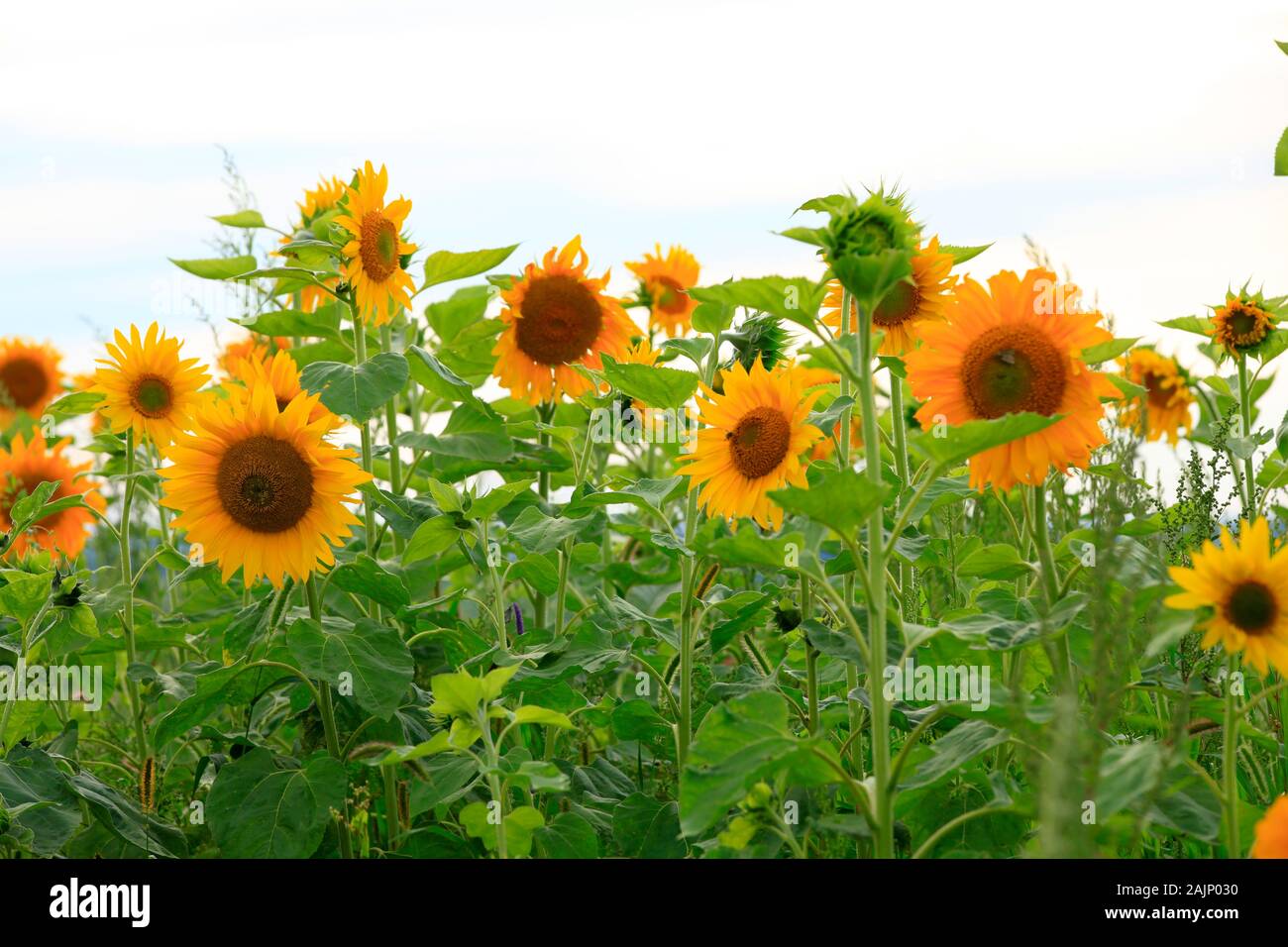 Sunflower under the blue sky Stock Photo - Alamy