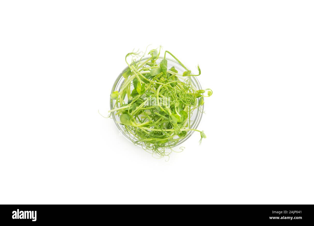 Young microgreen sprouts in Cut Out Stock Images & Pictures - Alamy