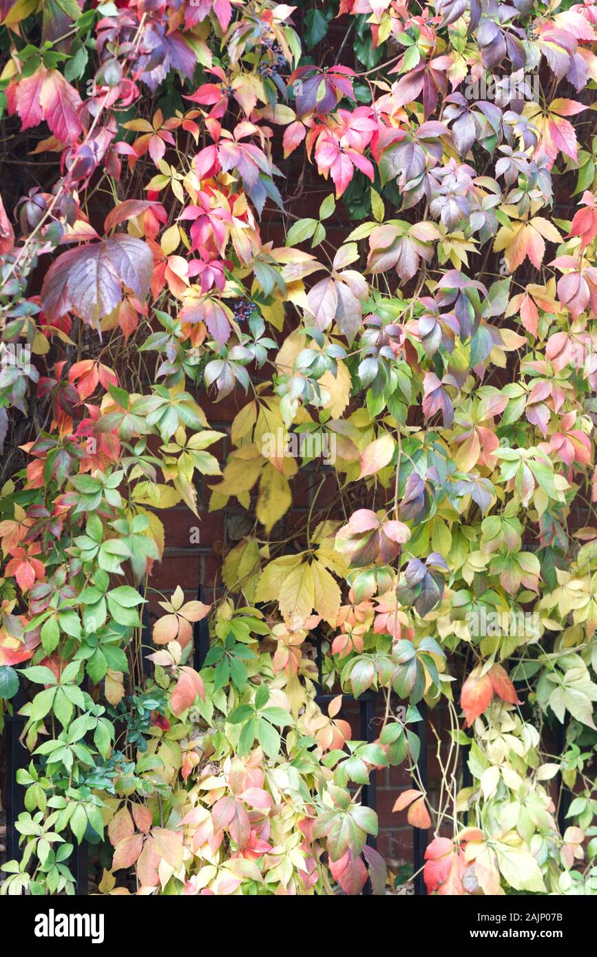 Assortment of leaves hi-res stock photography and images - Alamy