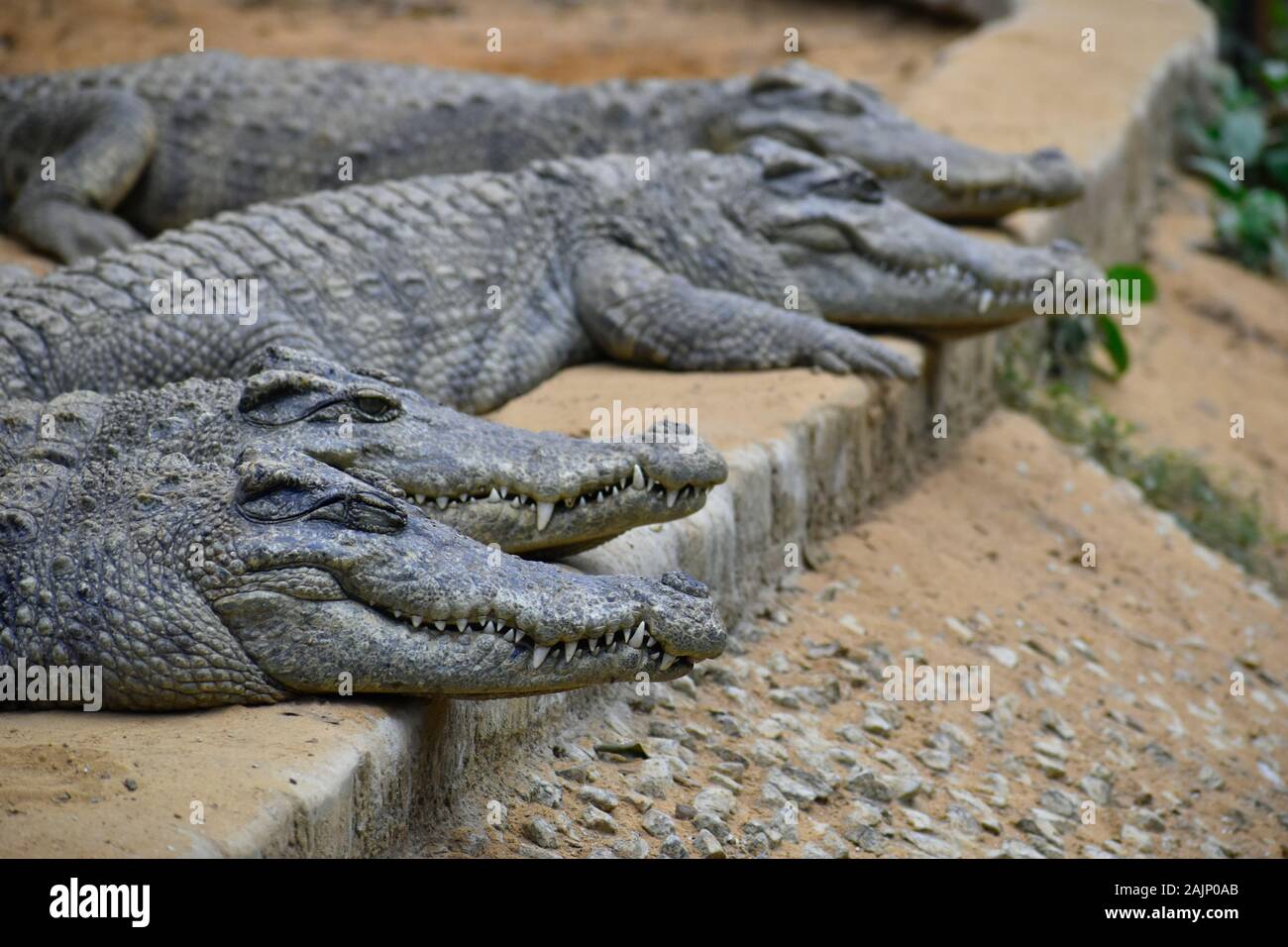 crocodiles sleeping in a row Stock Photo - Alamy