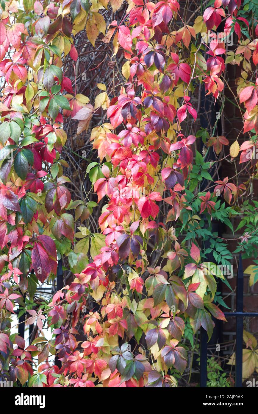 Assortment of leaves hi-res stock photography and images - Alamy