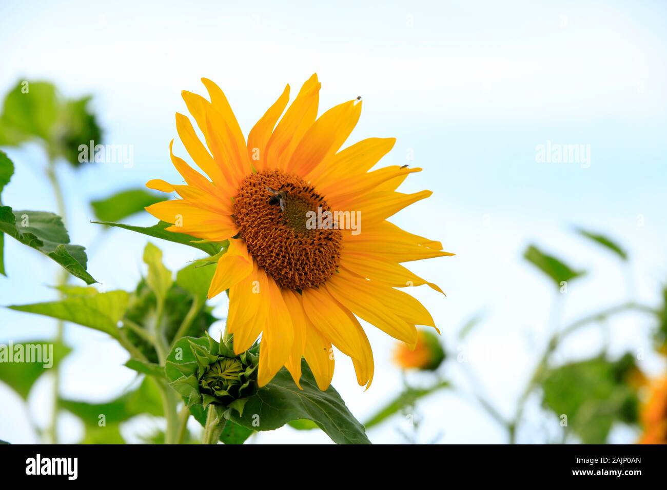 Sunflower under the blue sky Stock Photo - Alamy