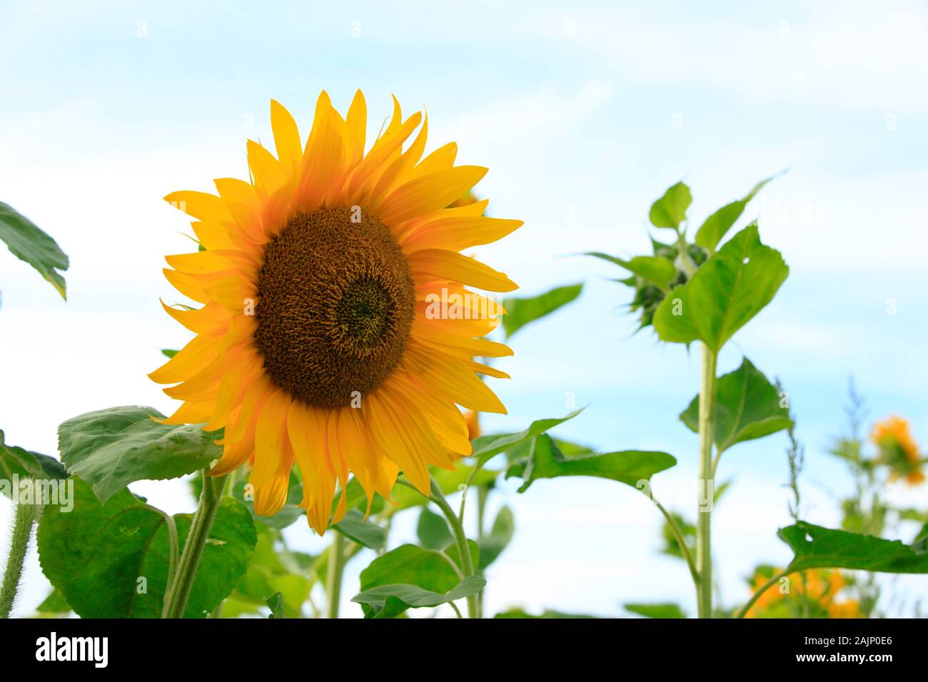 Sunflower under the blue sky Stock Photo - Alamy