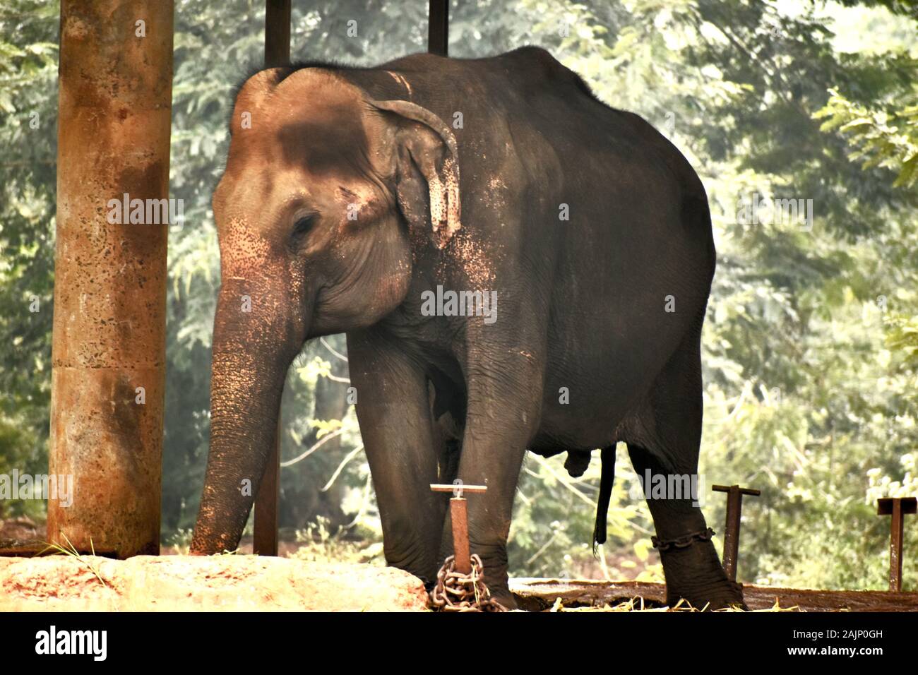 big size elephant in a zoo Stock Photo - Alamy