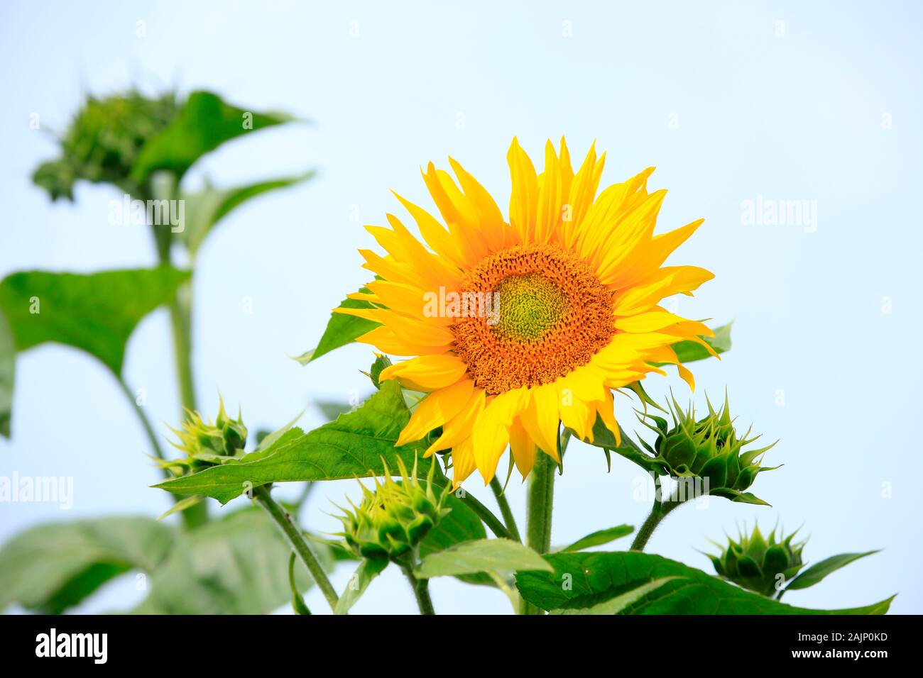 Sunflower under the blue sky Stock Photo - Alamy