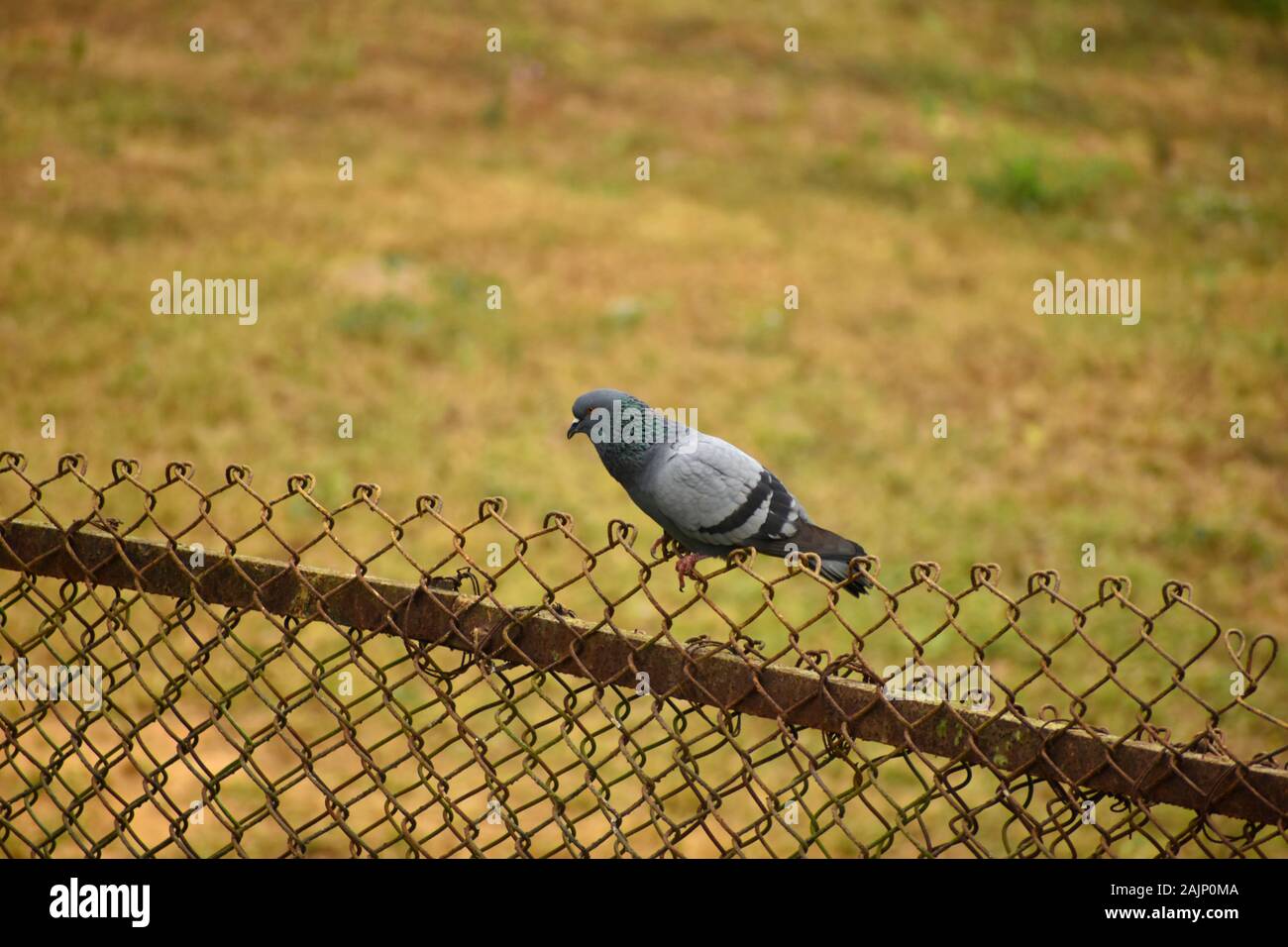 Pigeon on green background color hi-res stock photography and images ...