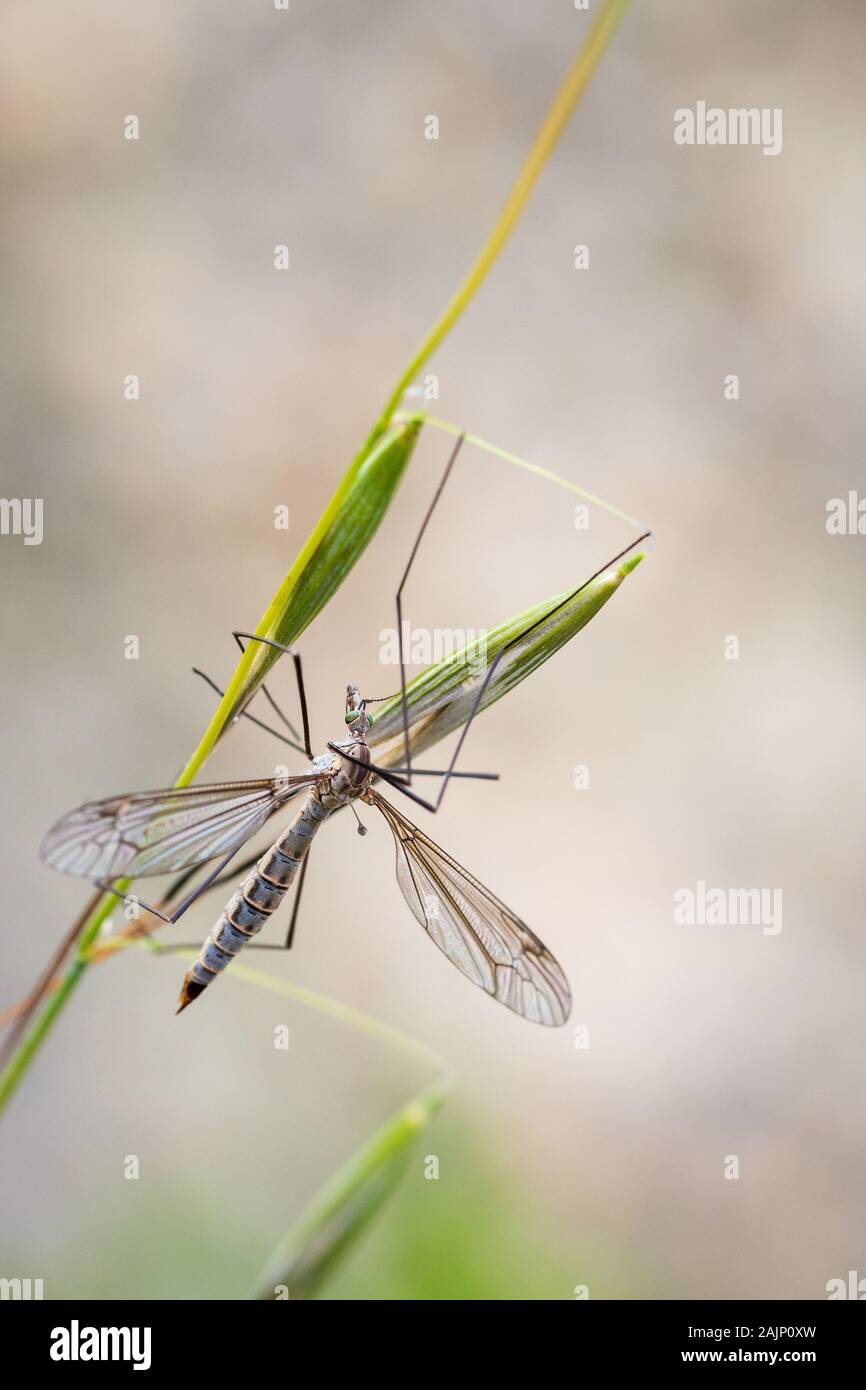 Dipterous fly hi-res stock photography and images - Alamy