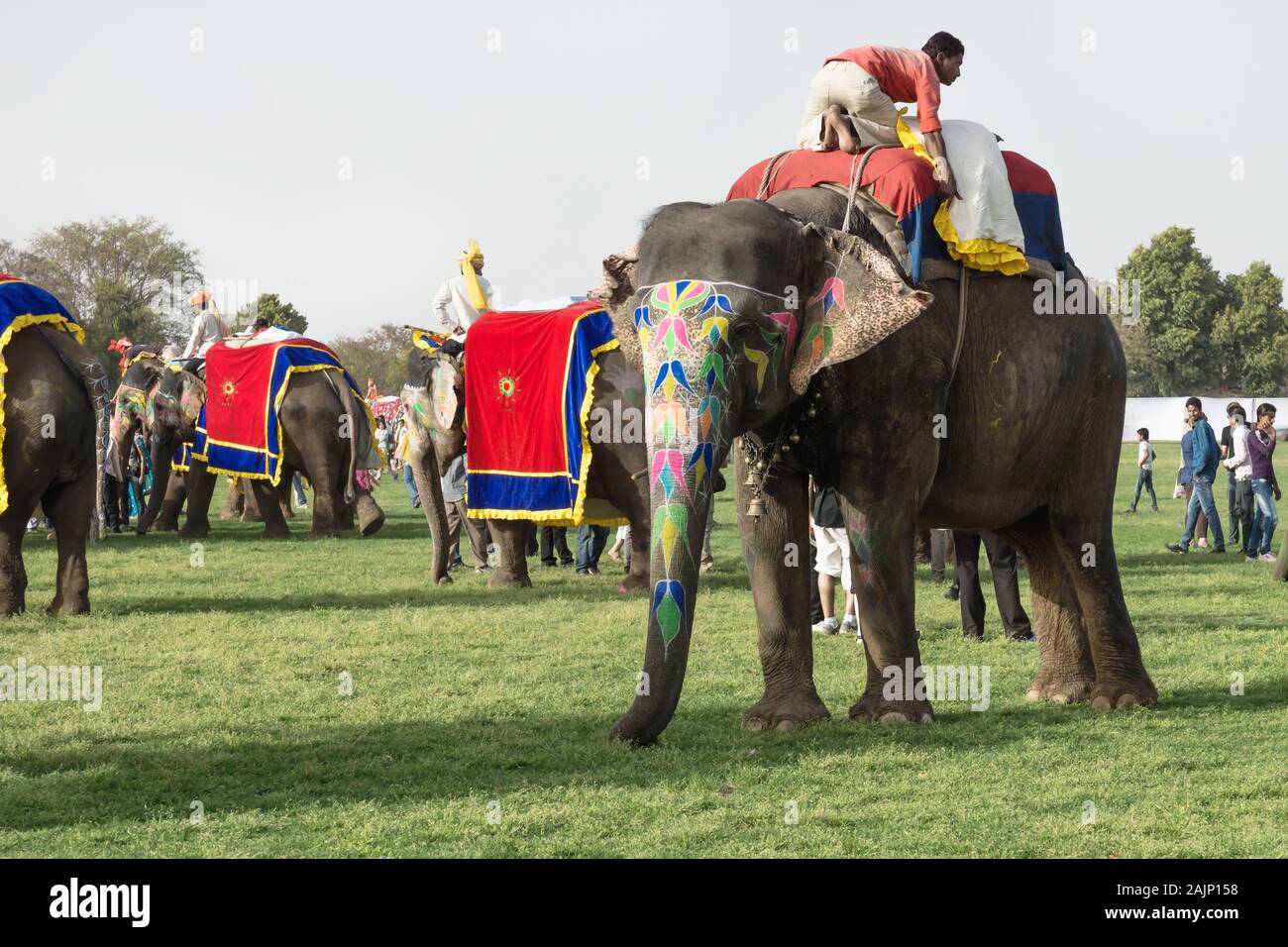 Decorated Elephants High Resolution Stock Photography and Images - Alamy