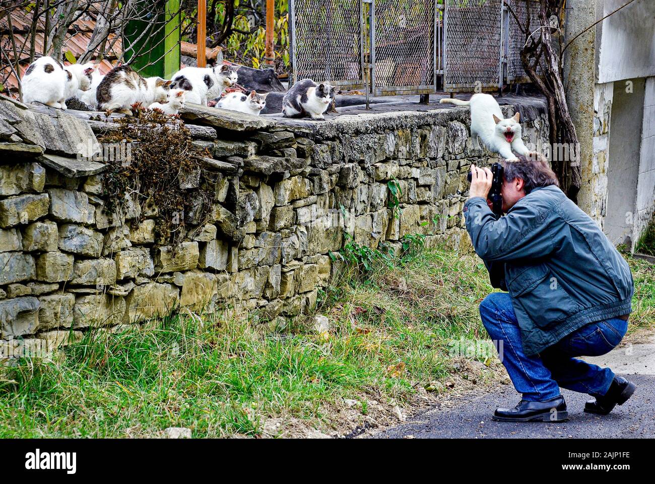 Group Of Cats Stock Photos & Group Of Cats Stock Images - Alamy