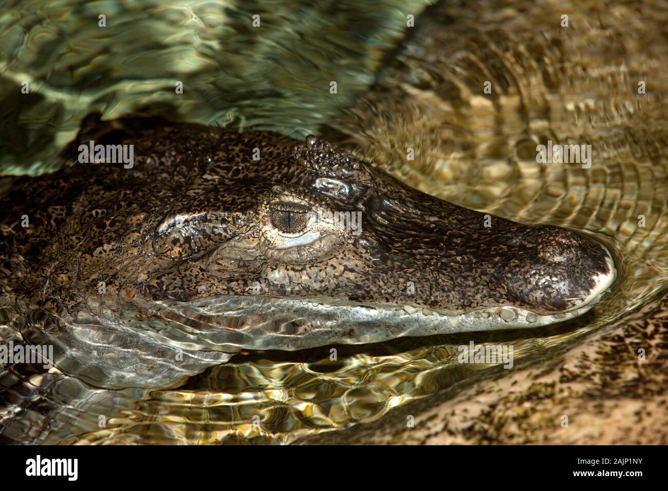 SPECTACLED CAIMAN caiman crocodilus, HEAD OF ADULT EMERGING FROM WATER ...
