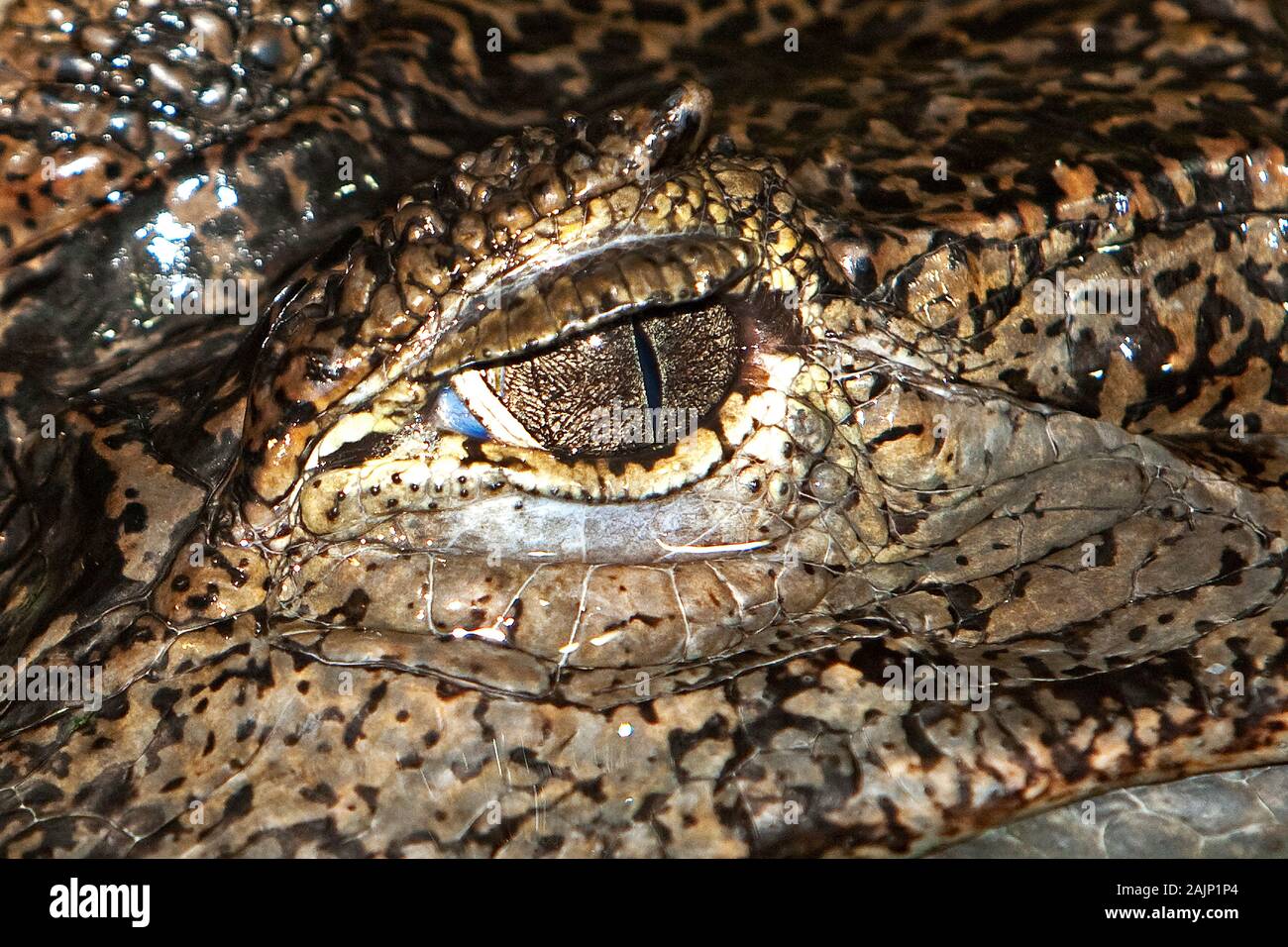 SPECTACLED CAIMAN caiman crocodilus, EYE CLOE-UP OF ADULT Stock Photo ...