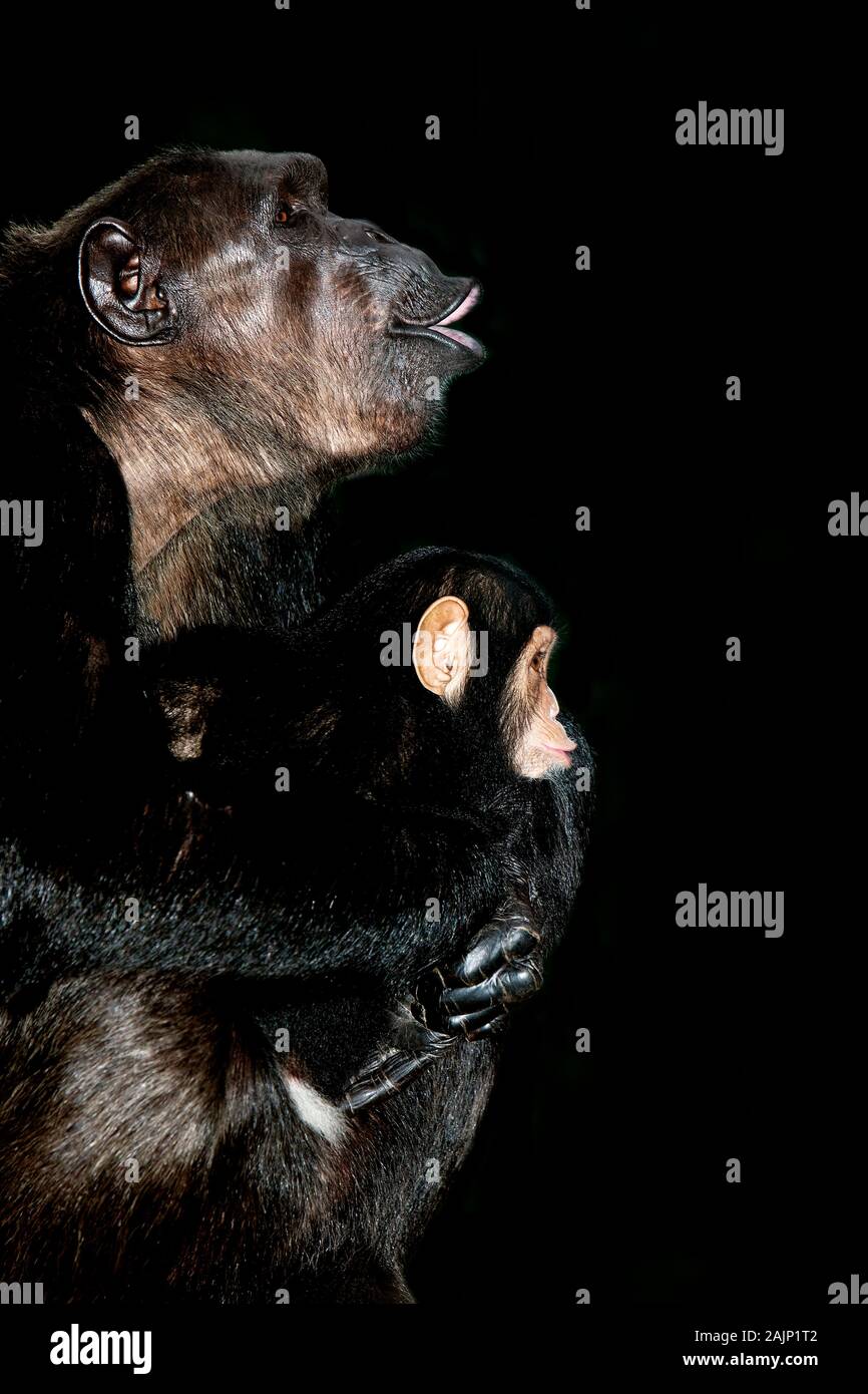 Chimpanzee Crying High Resolution Stock Photography and Images - Alamy