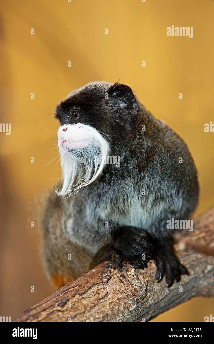 Saguinus Imperator Subgrisescens High Resolution Stock Photography and ...