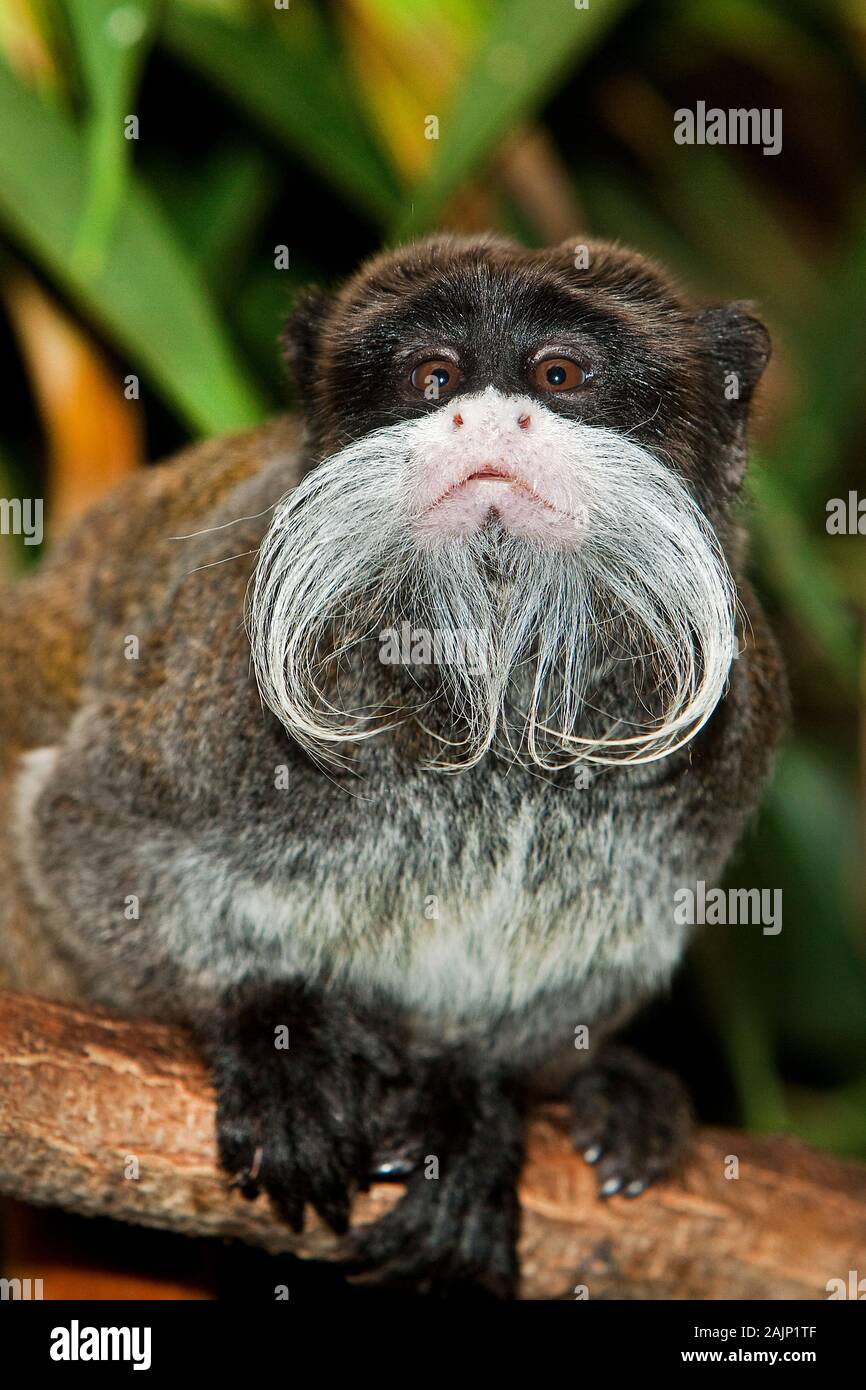Saguinus Imperator Subgrisescens High Resolution Stock Photography and ...