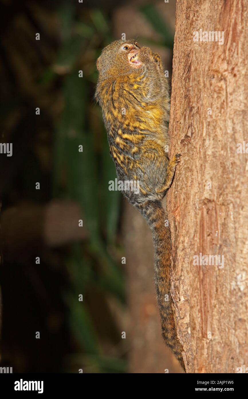 Callithrix pygmaea hi-res stock photography and images - Alamy