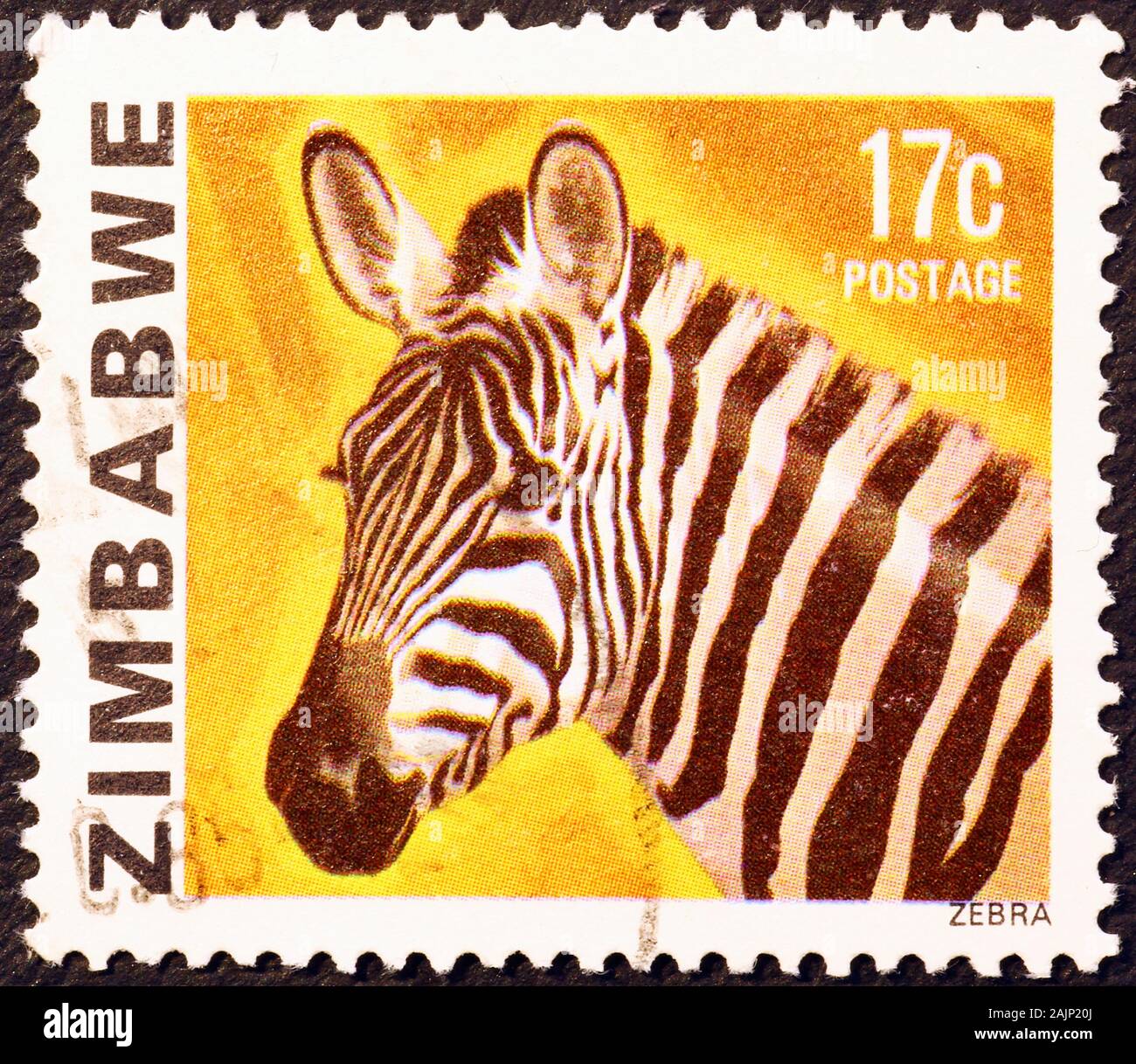 Zebra head on hi-res stock photography and images - Alamy