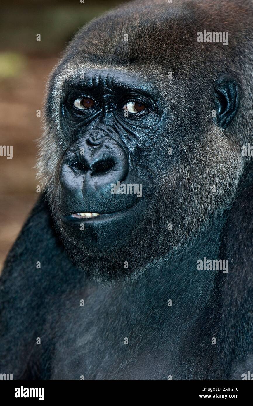EASTERN LOWLAND GORILLA gorilla gorilla graueri Stock Photo - Alamy