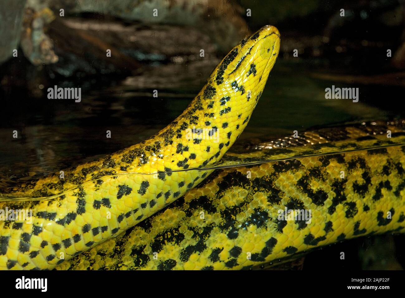 YELLOW ANACONDA eunectes notaeus Stock Photo - Alamy