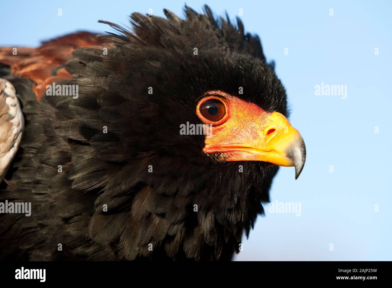 BATELEUR EAGLE terathopius ecaudatus Stock Photo - Alamy