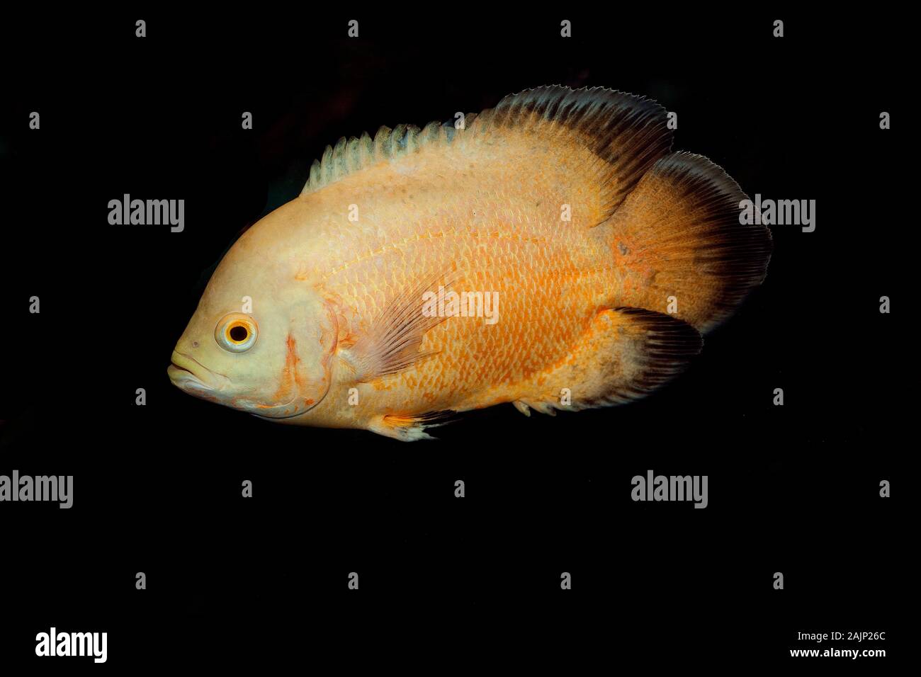 Black And White Oscar Fish