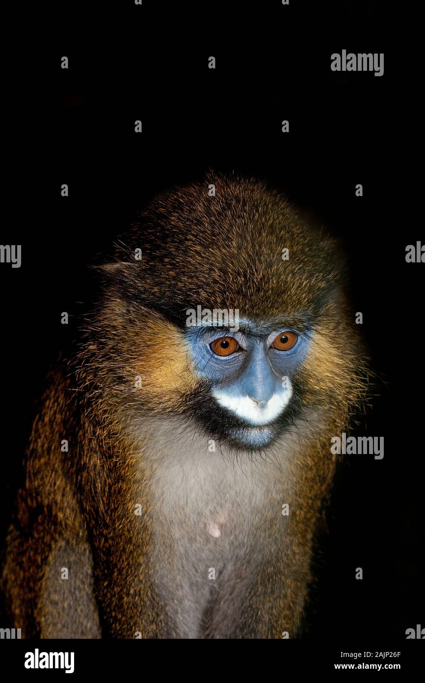 HEAD CLOSE-UP OF MOUSTACHED MONKEY OR MUSTACHED MONKEY cercopithecus ...