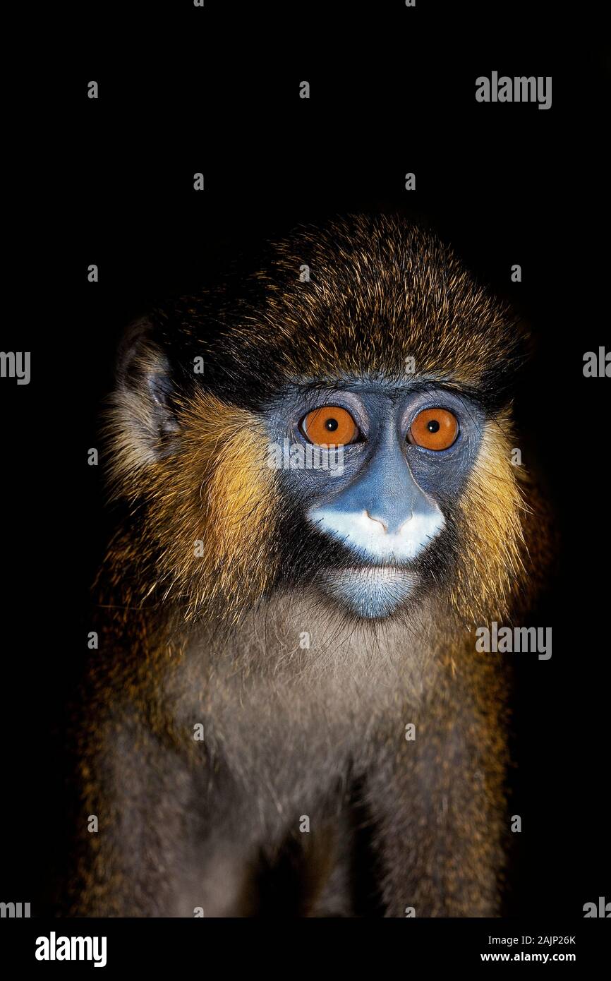HEAD CLOSE-UP OF MOUSTACHED MONKEY OR MUSTACHED MONKEY cercopithecus ...