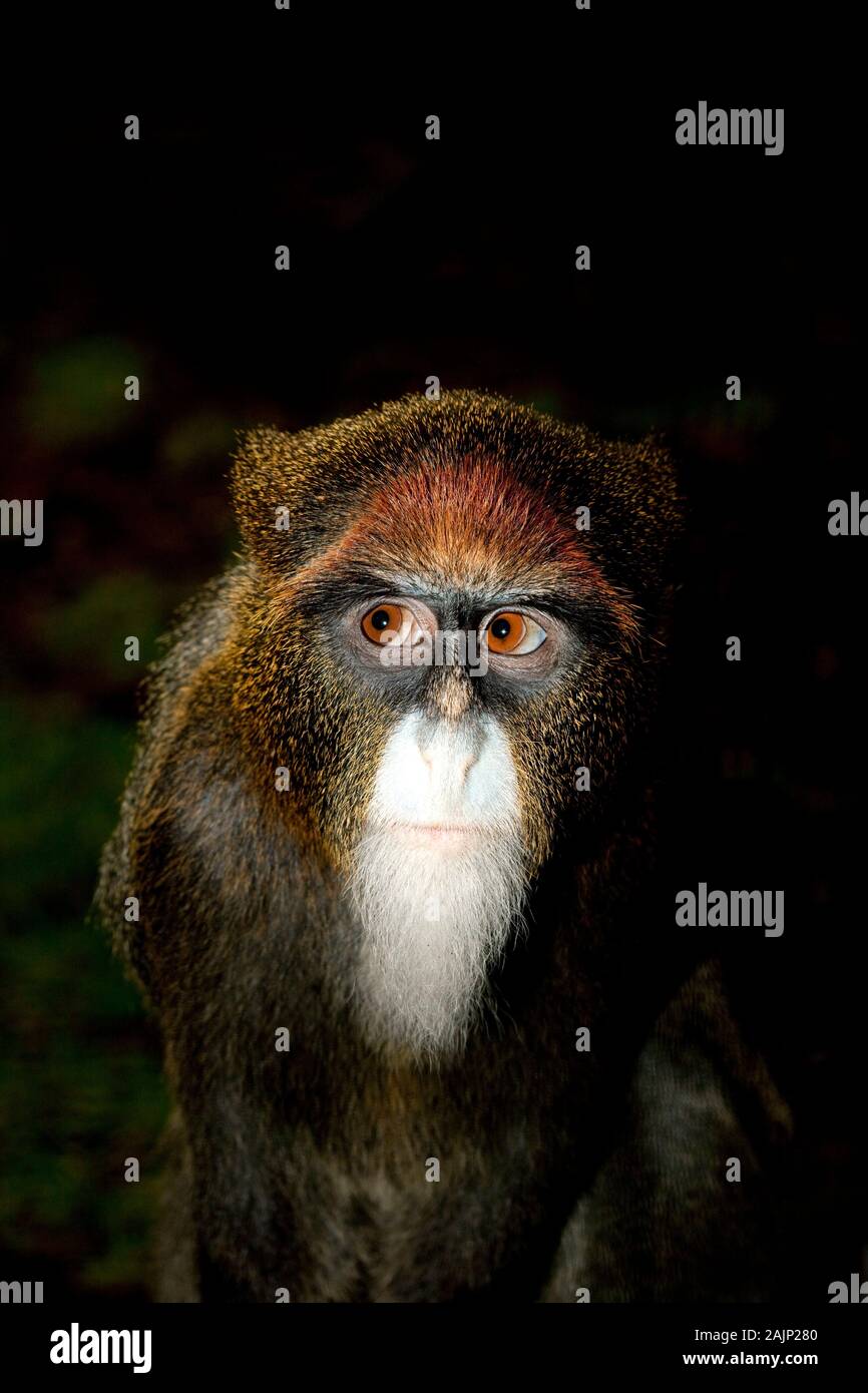 FEMALE DE BRAZZA'S MONKEY cercopithecus neglectus Stock Photo - Alamy