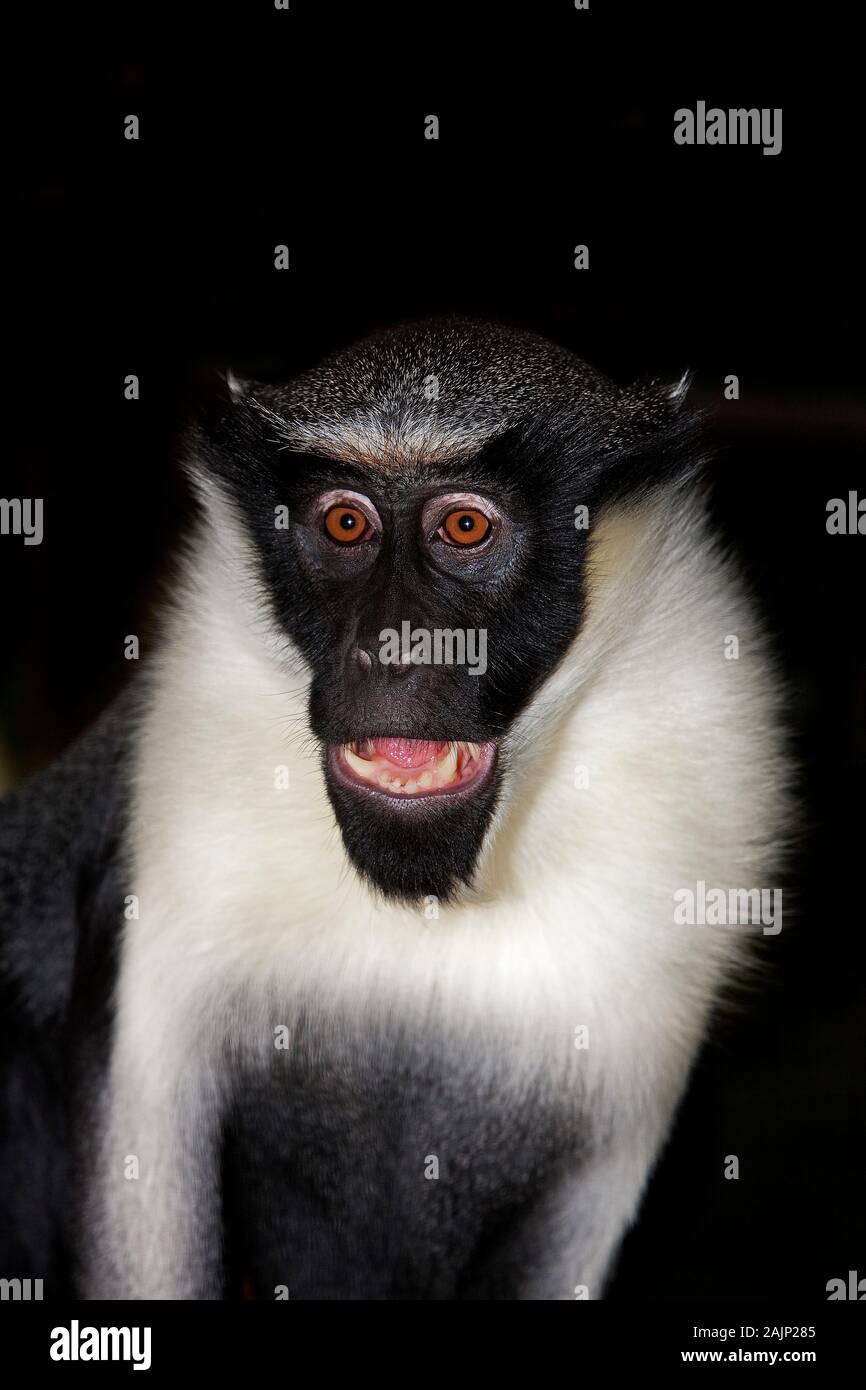 Monkey crying hi-res stock photography and images - Alamy