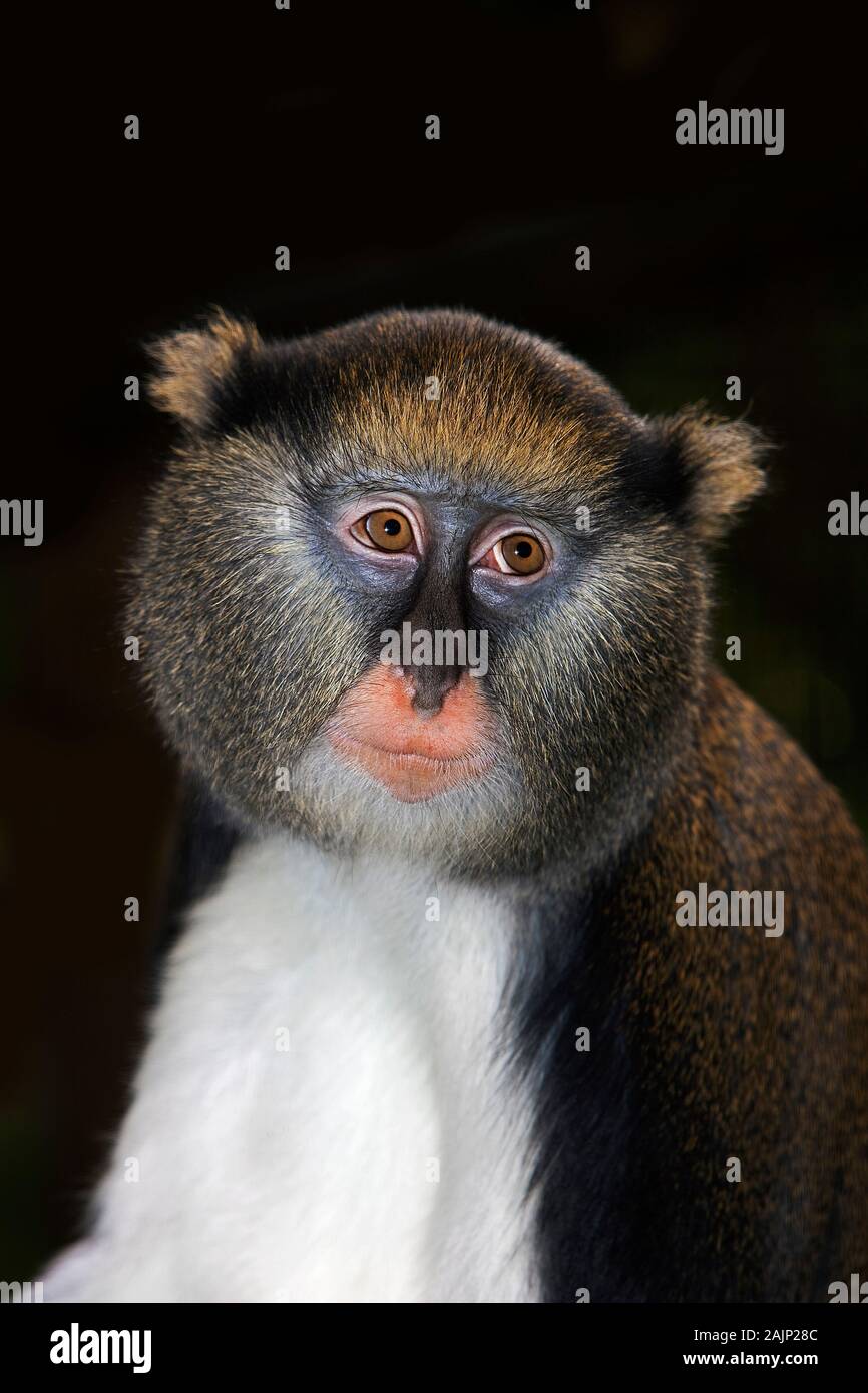 Campbells monkey cercopithecus campbelli hi-res stock photography and ...