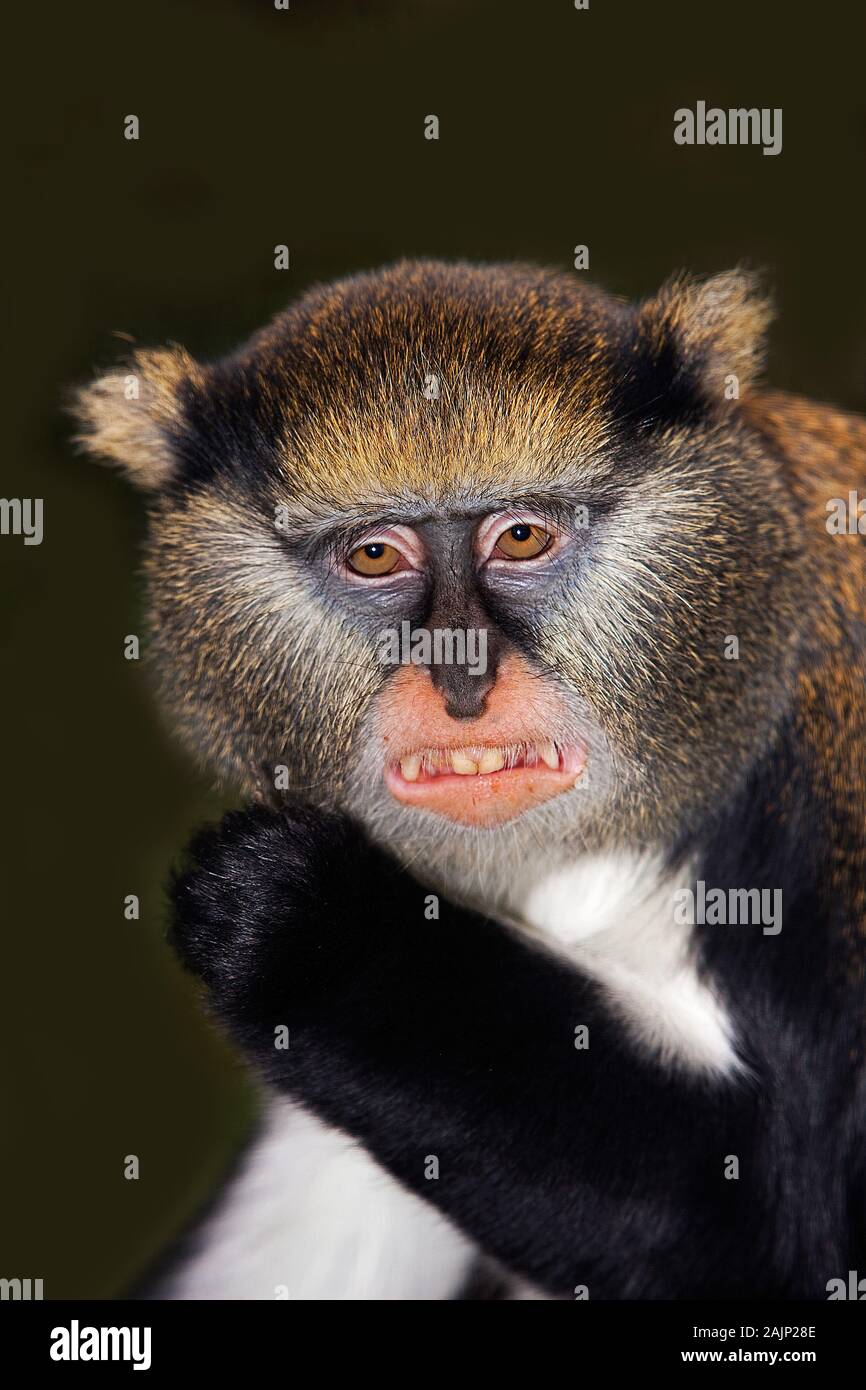 HEAD CLOSE-UP OF CAMPBELL'S MONKEY cercopithecus campbelli SHOWING ...