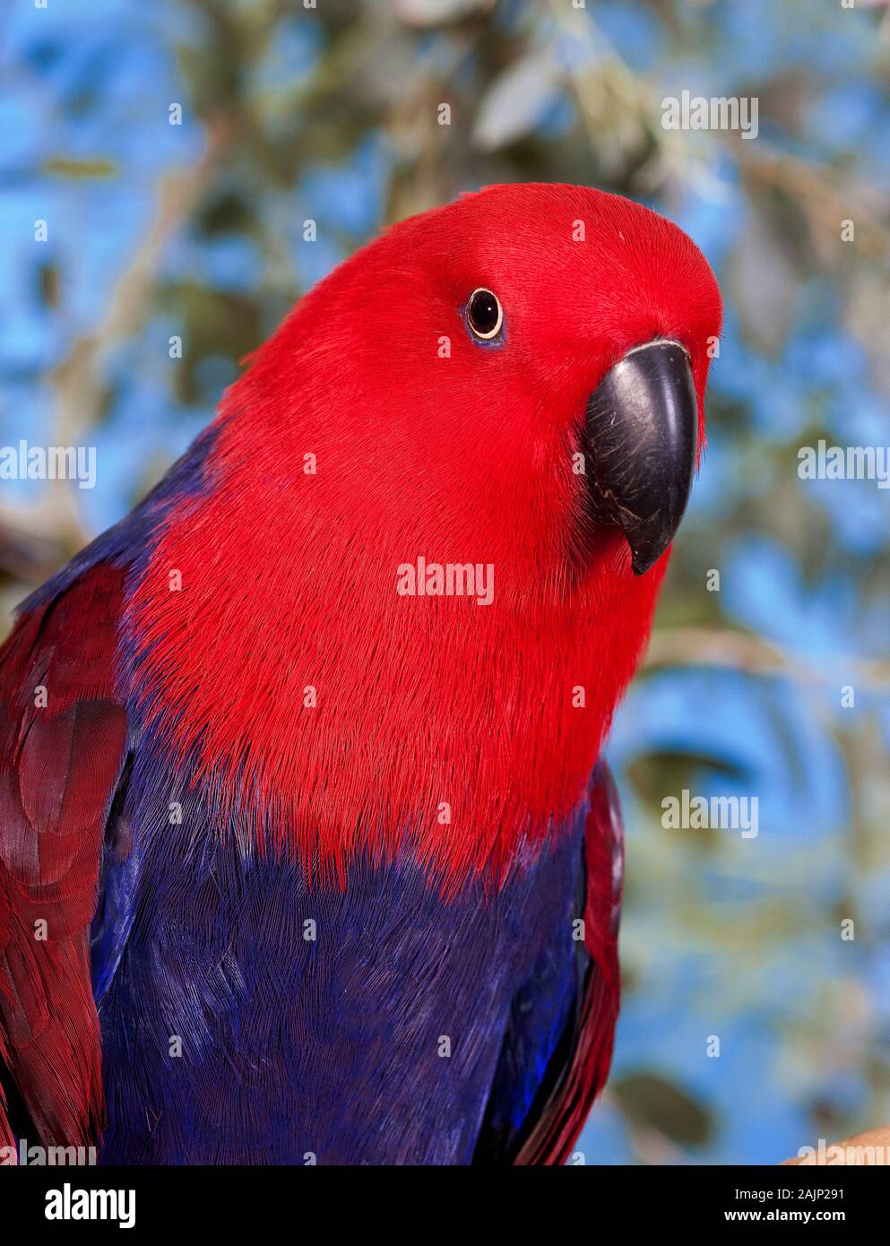FEMALE ECLECTUS PARROT eclectus roratus Stock Photo - Alamy