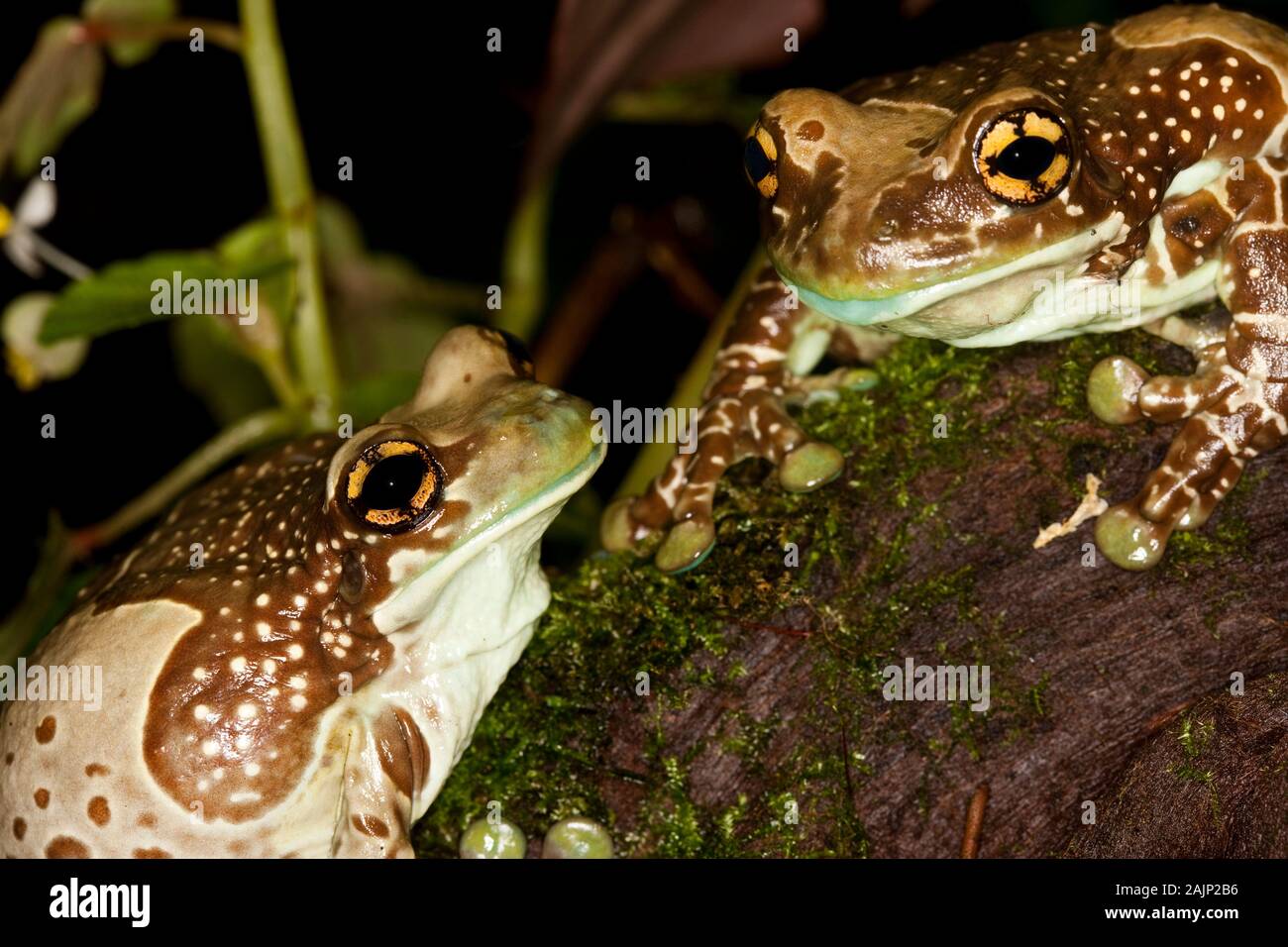 Amazon Milk Frog, phrynohyas resinifictrix, Adults Stock Photo - Alamy