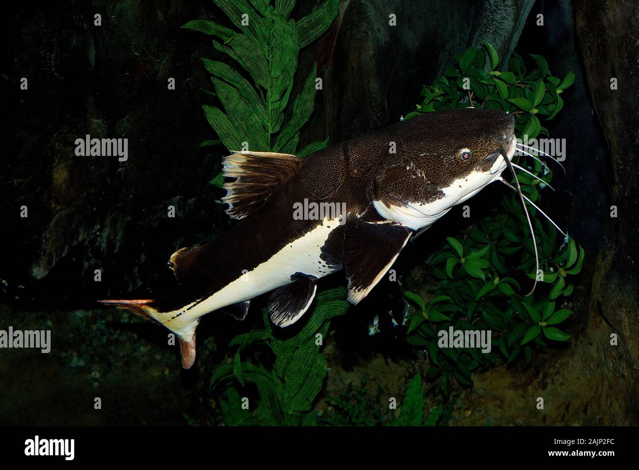 Red-Tail Catfish, phractocephalus hemioliopterus, Adult Stock Photo - Alamy