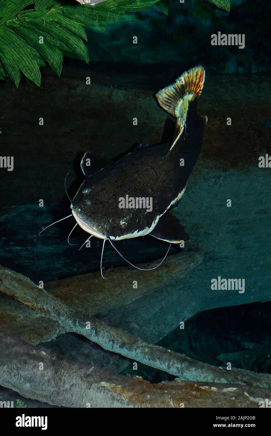 Phractocephalus hemioliopterus hi-res stock photography and images - Alamy