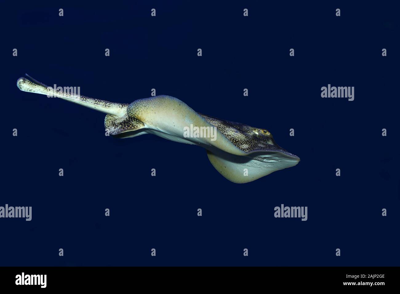 Urolophus hi-res stock photography and images - Alamy