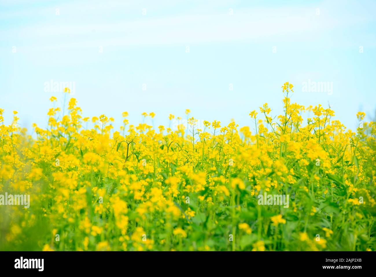 Rape flower, flower is beautiful Stock Photo - Alamy