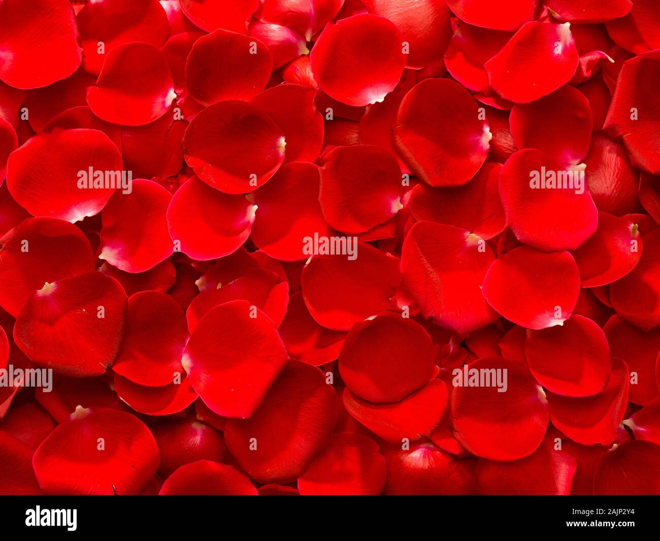 Red rose petals for background Stock Photo - Alamy