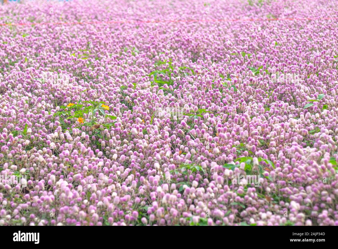 image of beautiful little cute flowers field in pink background .sweet ...