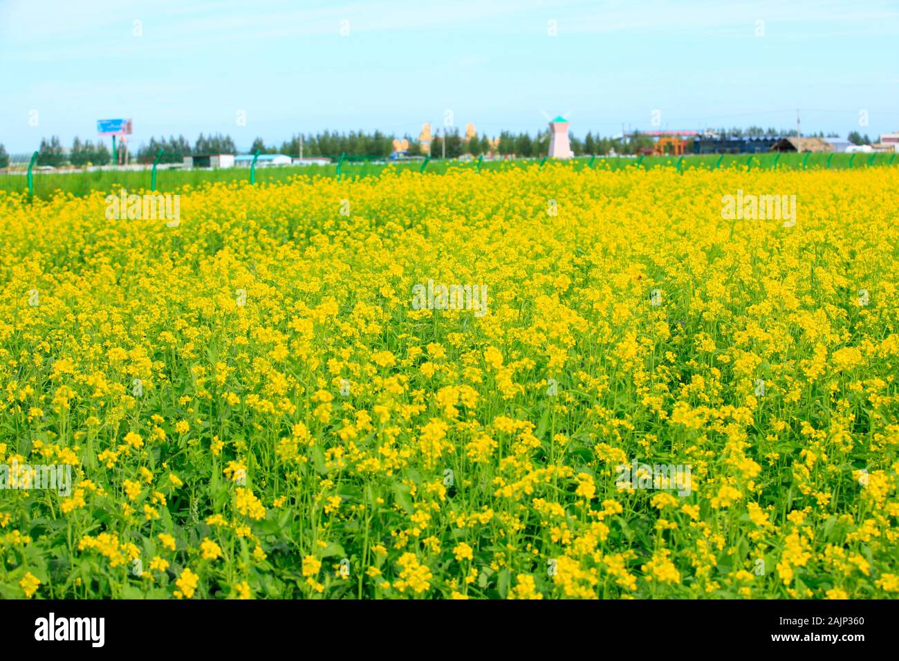 Rape flower, flower is beautiful Stock Photo - Alamy
