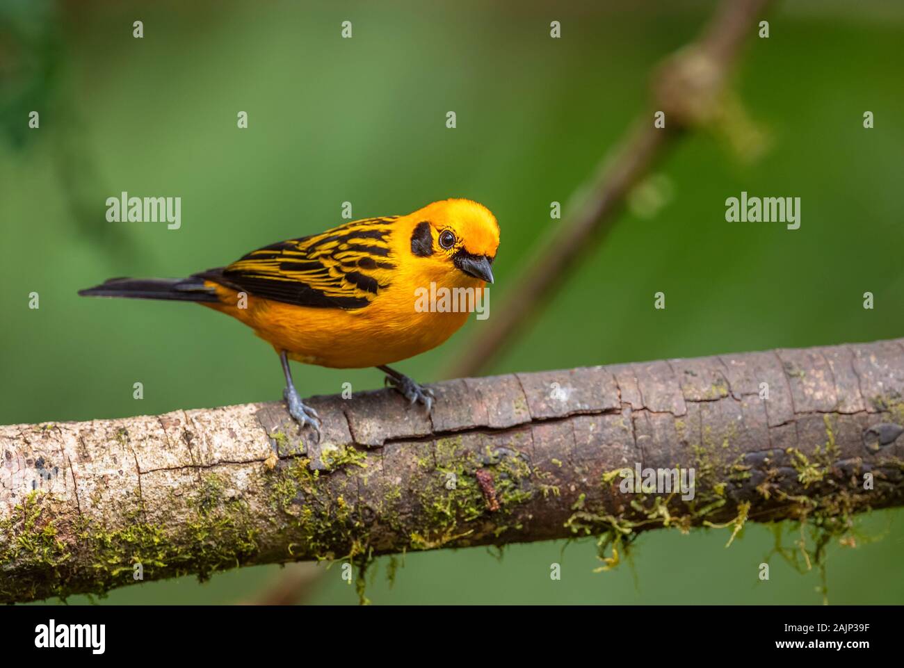 Golden Tanager - Tangara arthus, beautiful yellow tanager from western ...