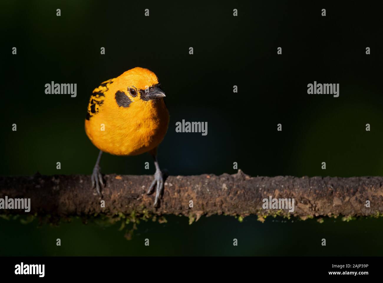 Yellow breasted bird hi-res stock photography and images - Alamy