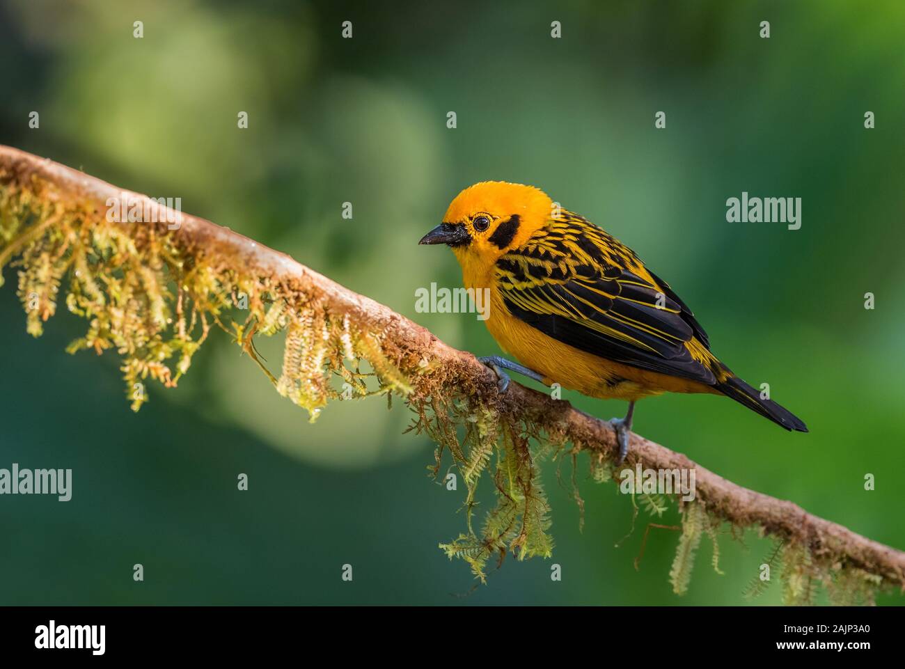 Golden Tanager - Tangara arthus, beautiful yellow tanager from western ...