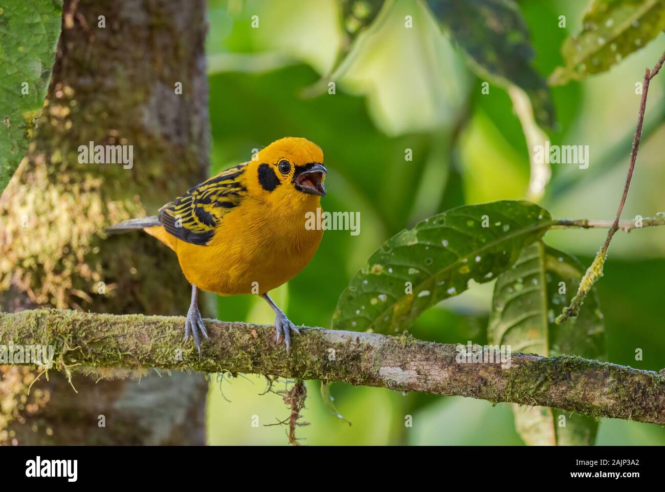 Golden Tanager - Tangara arthus, beautiful yellow tanager from western ...